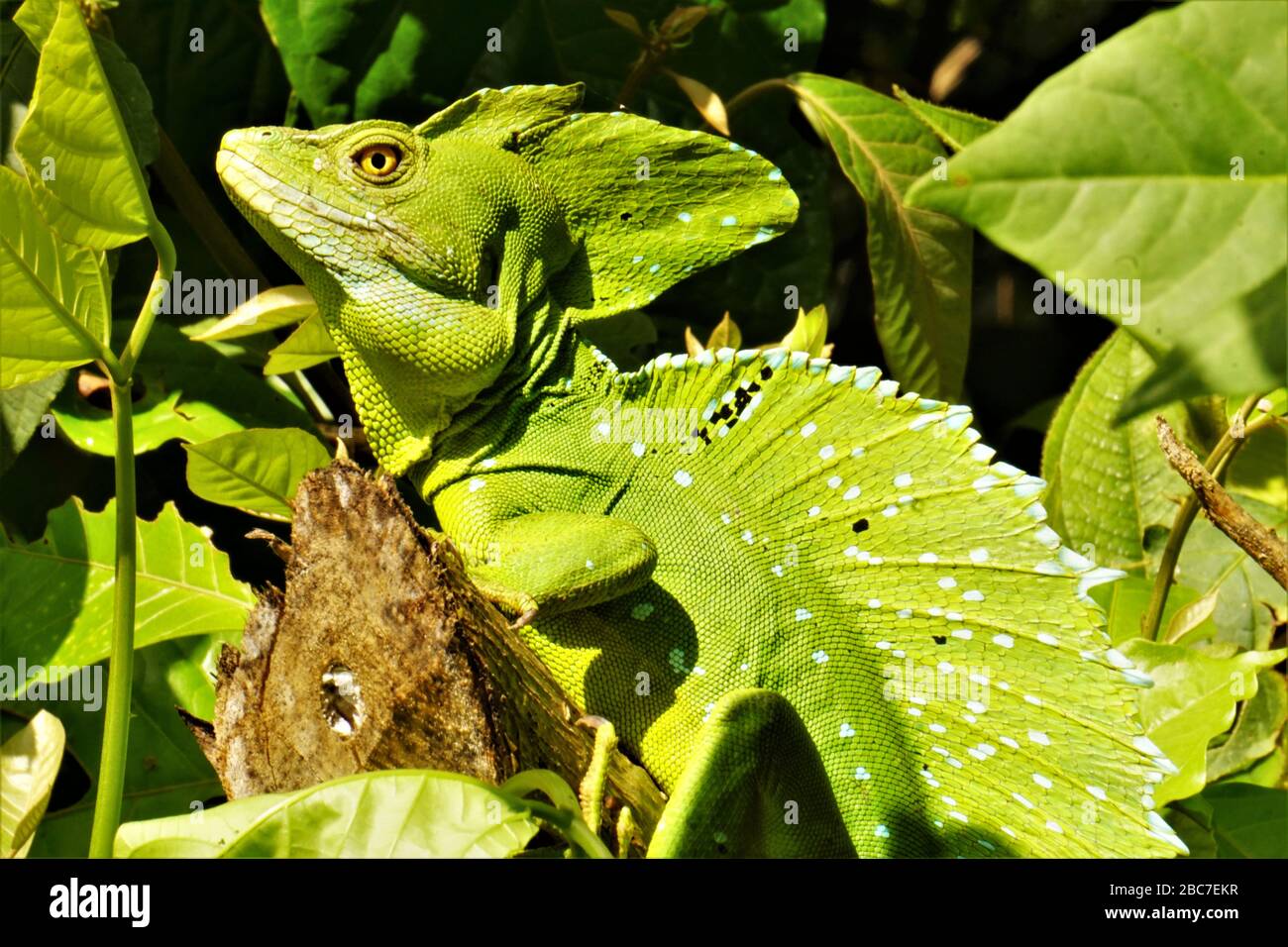 Jesus Lizard Reptile