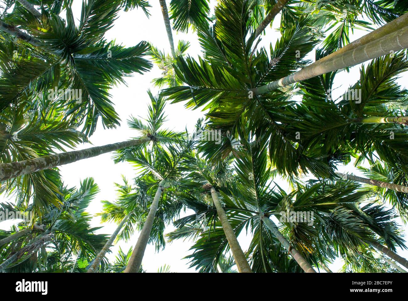 Areca trees hi-res stock photography and images - Alamy