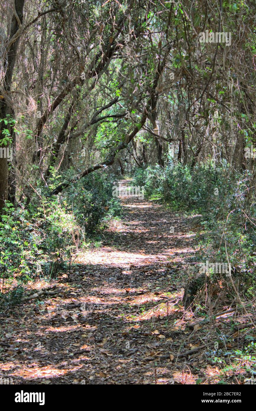 Forest trail through thick vegetation Stock Photo - Alamy
