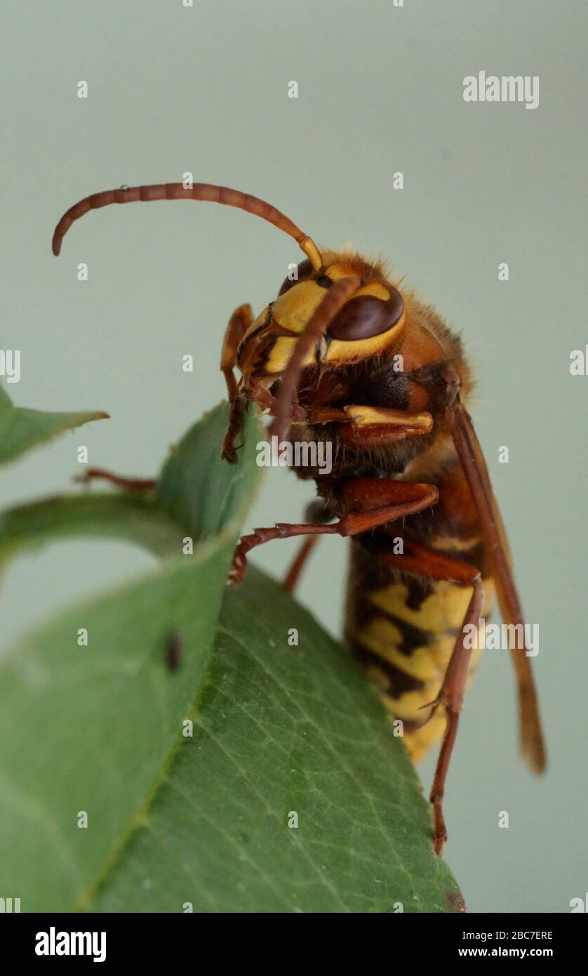 Hornet animal hi-res stock photography and images - Alamy