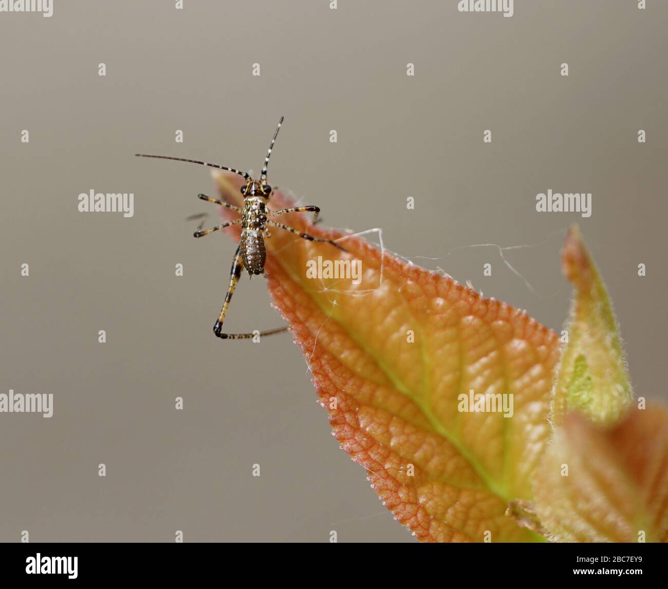 Selective focus on grasshopper hi-res stock photography and images - Alamy