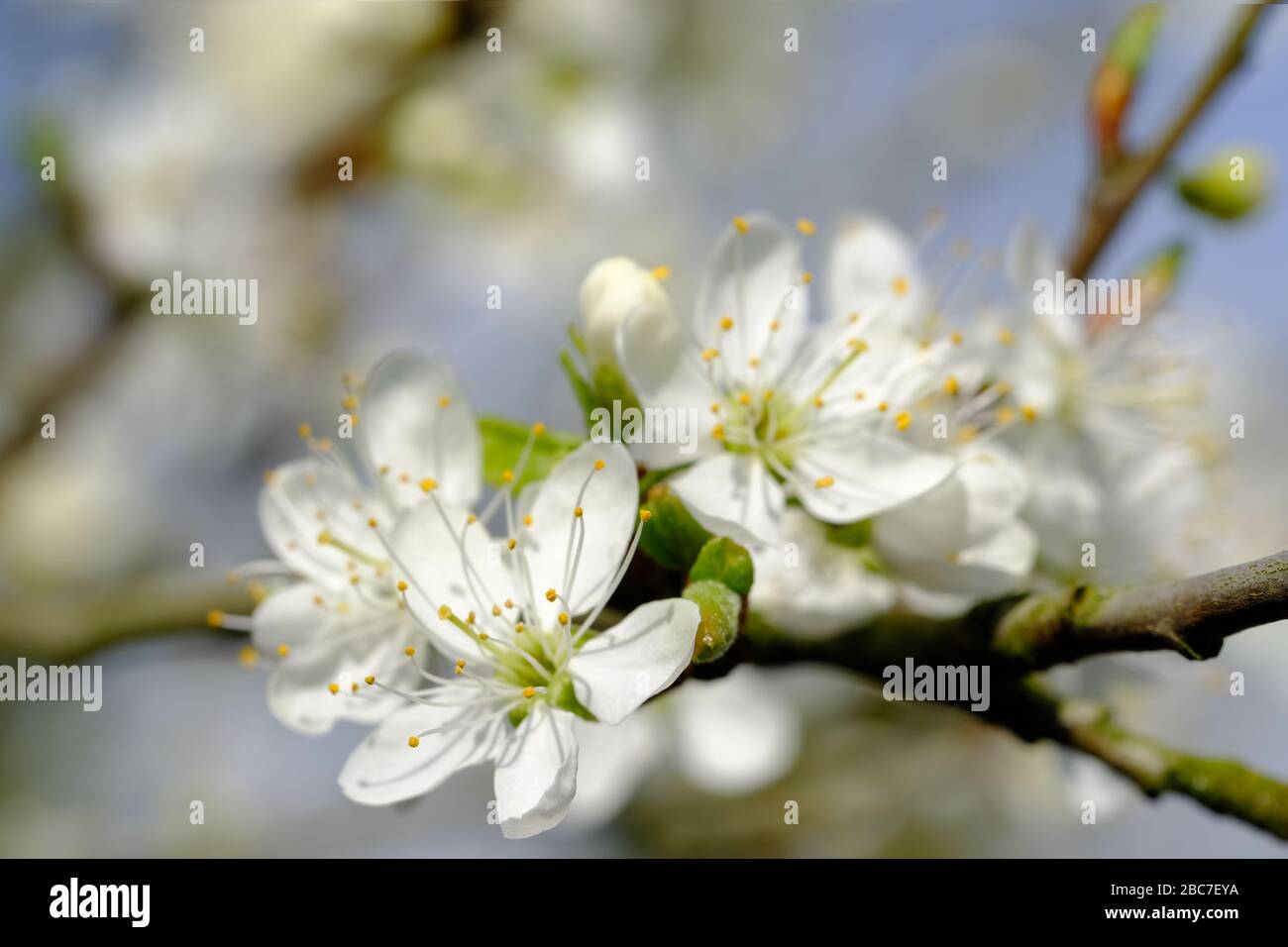 Damson gin hi-res stock photography and images - Alamy