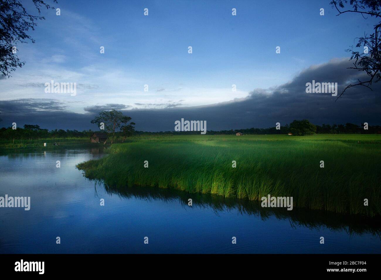 Animals in paddy field hi-res stock photography and images - Alamy