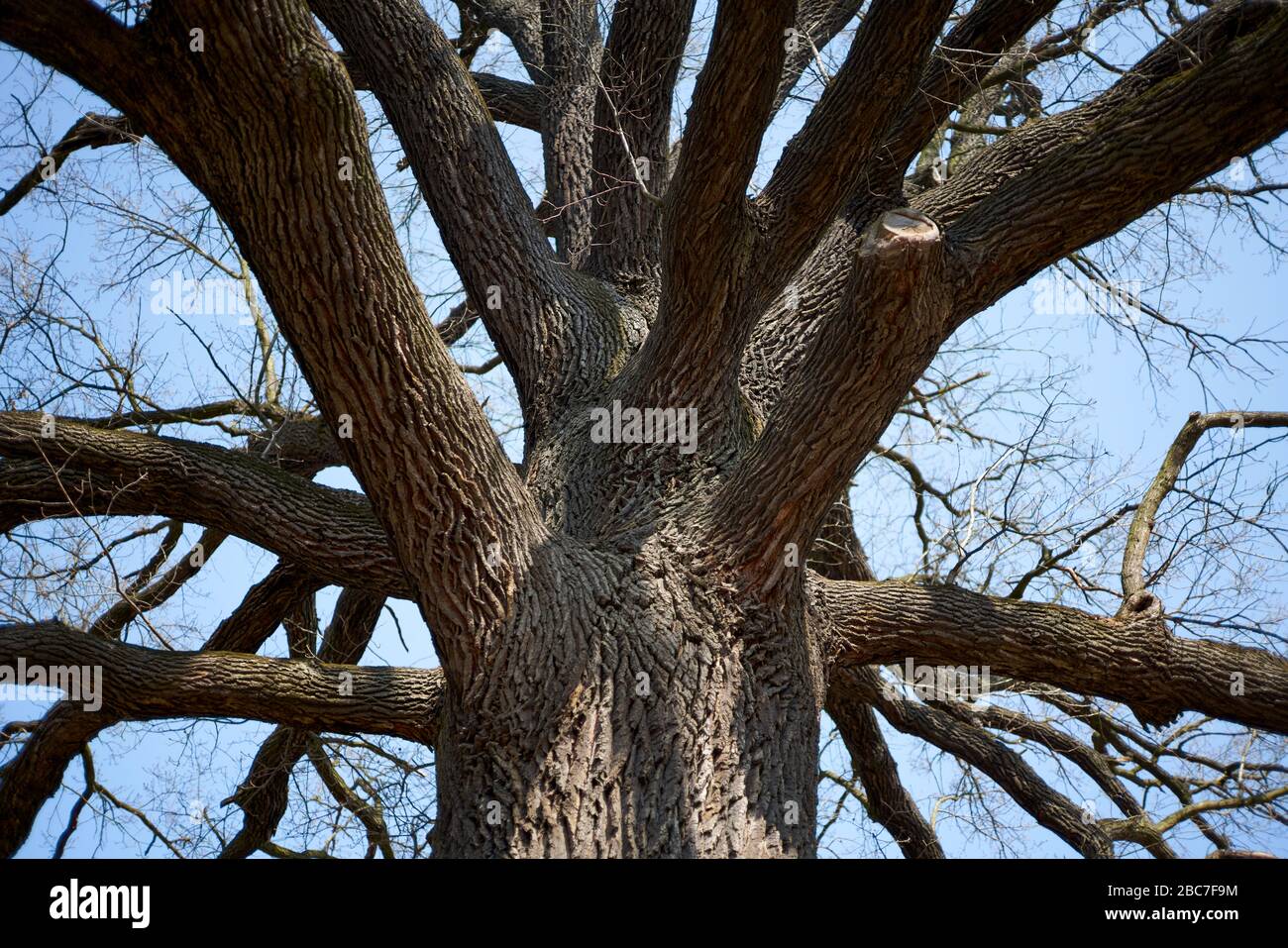 Old common oak tree in the early spring Stock Photo - Alamy