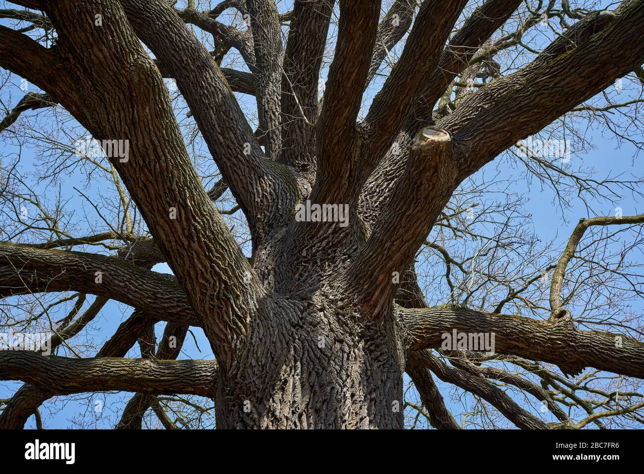 Old common oak tree hi-res stock photography and images - Alamy