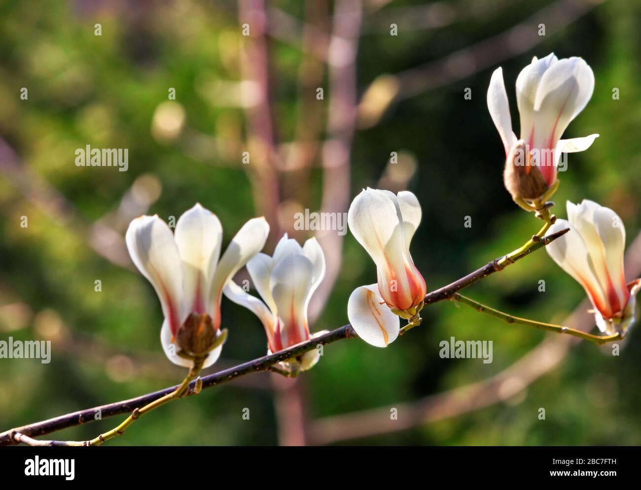 White magnolia garden hi-res stock photography and images - Alamy