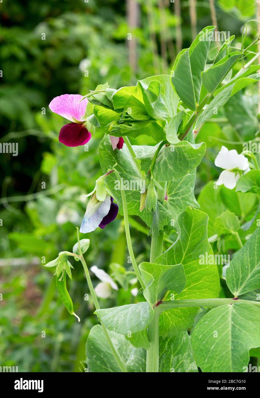 Pisum sativum garden pea flower hi-res stock photography and images - Alamy