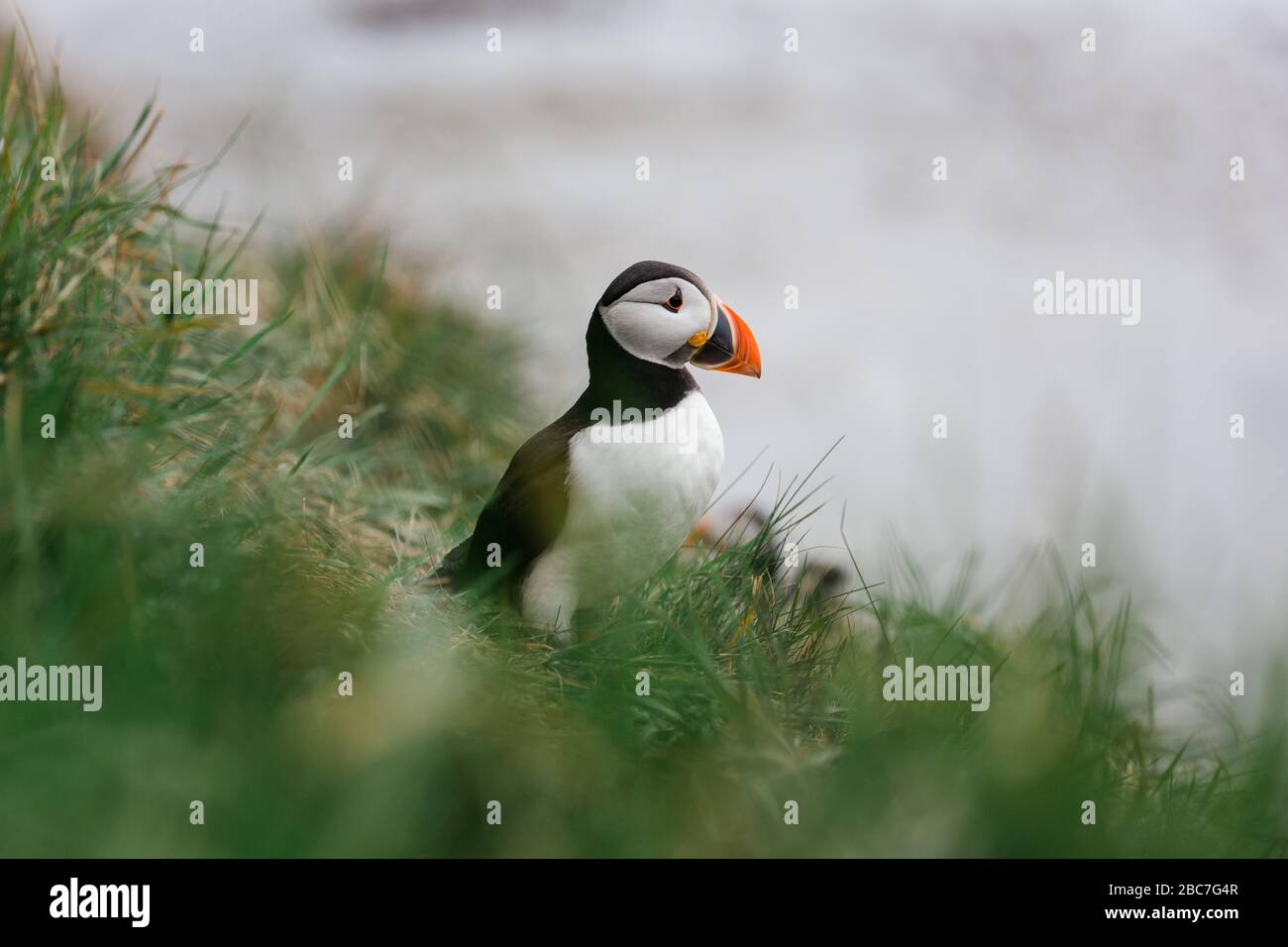 Wildlifephotografie hi-res stock photography and images - Alamy