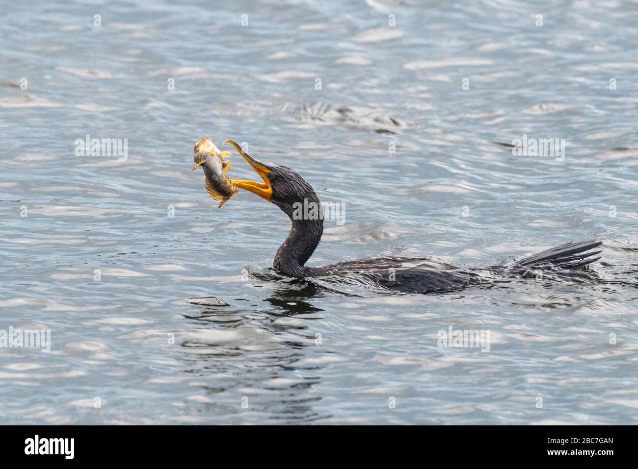 Cormorant eating feeding feeding hi-res stock photography and images ...