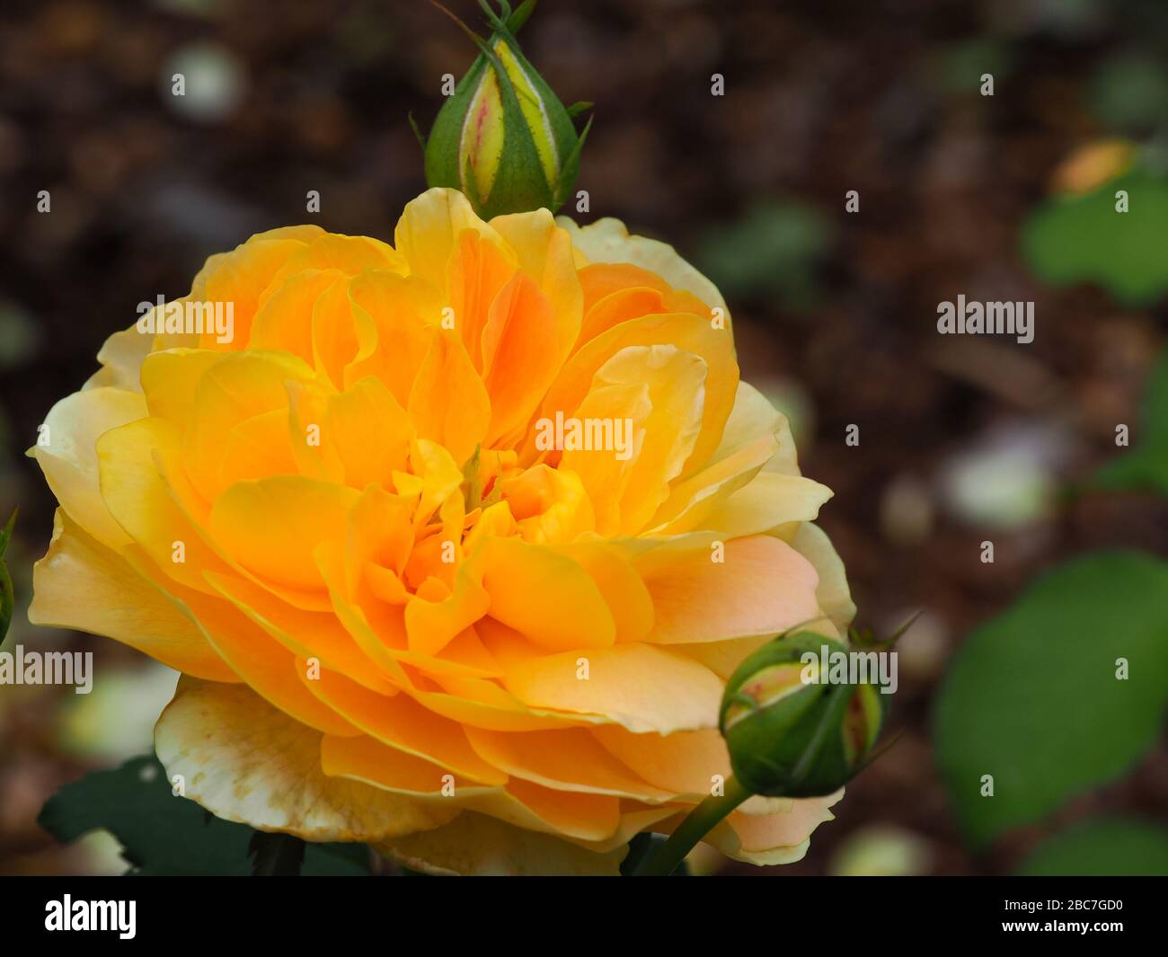 Closeup of a large yellow rose bloom and buds in a garden Stock Photo ...