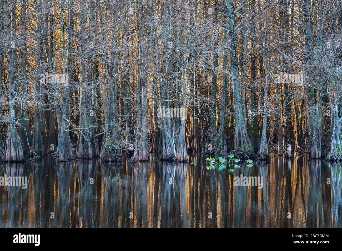 Pond cypress is reflected over the still waters of Six Mile Cypress ...