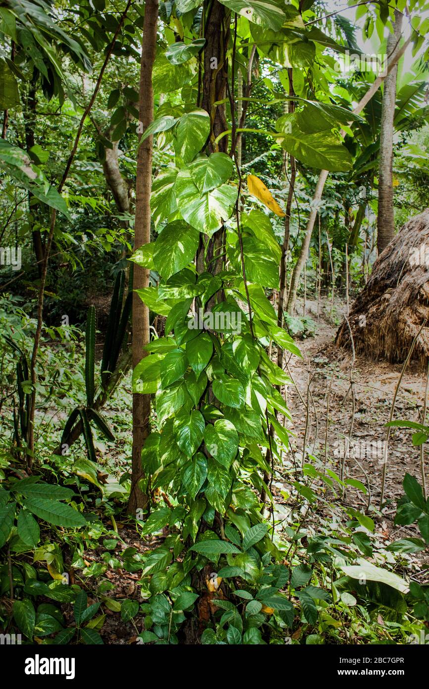 Plants crawling up the tree. Khulna, Bangladesh Stock Photo - Alamy
