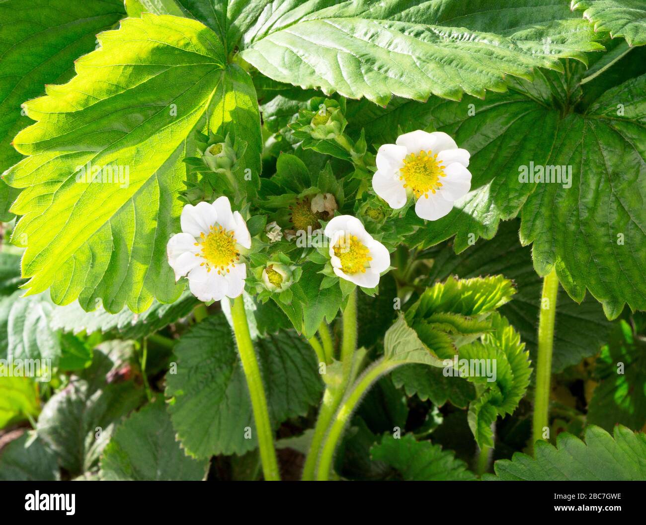 Strawberry plant. Blossoming of strawberry. Wild stawberry bushes ...
