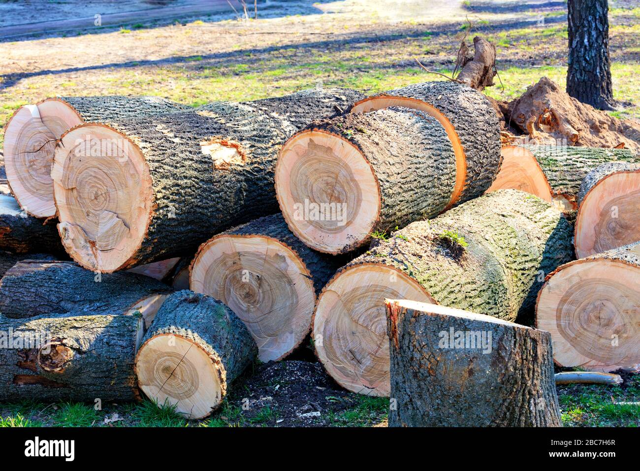 Folded logs of a cut trunk of a large diseased oak tree in a city park ...