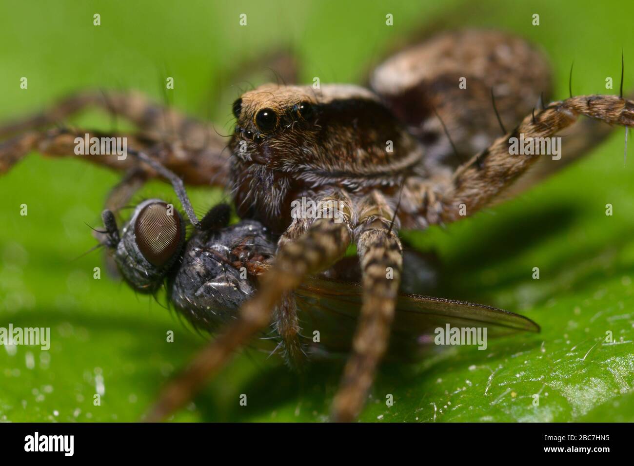 Wolf Spider Eating High Resolution Stock Photography and Images - Alamy