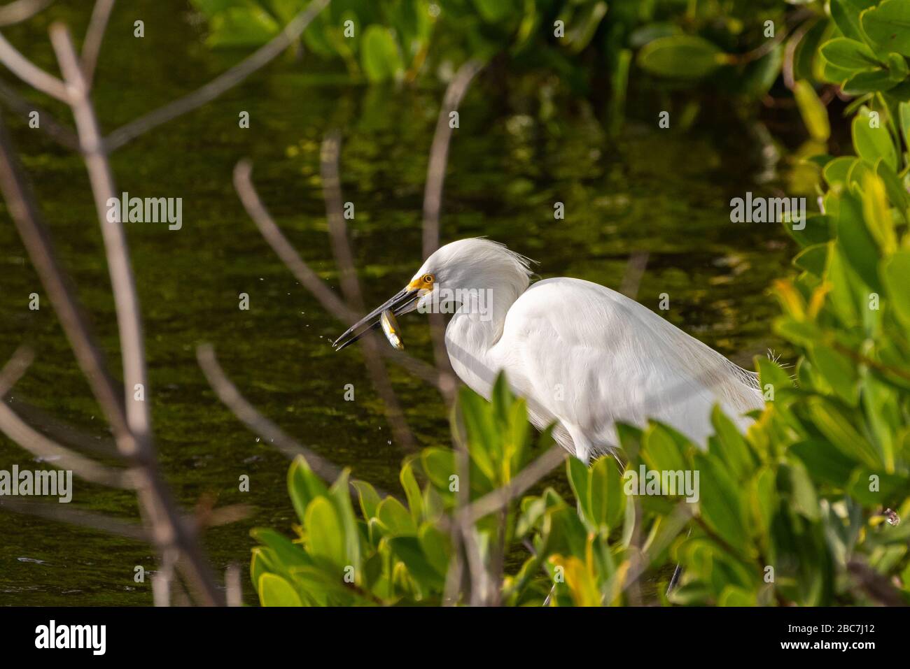 Small fish eating bird hi-res stock photography and images - Alamy