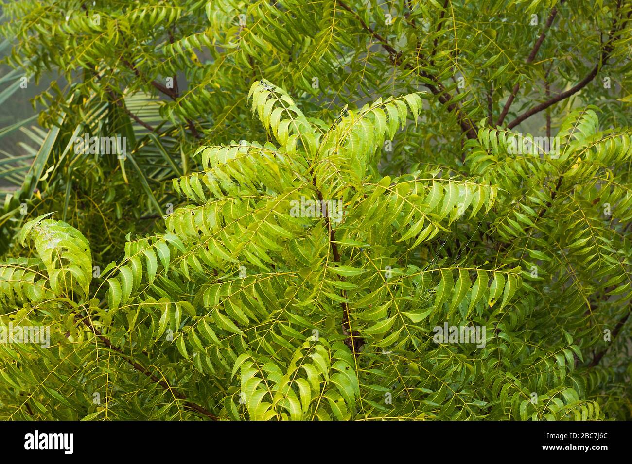 Neem leaf hi-res stock photography and images - Alamy