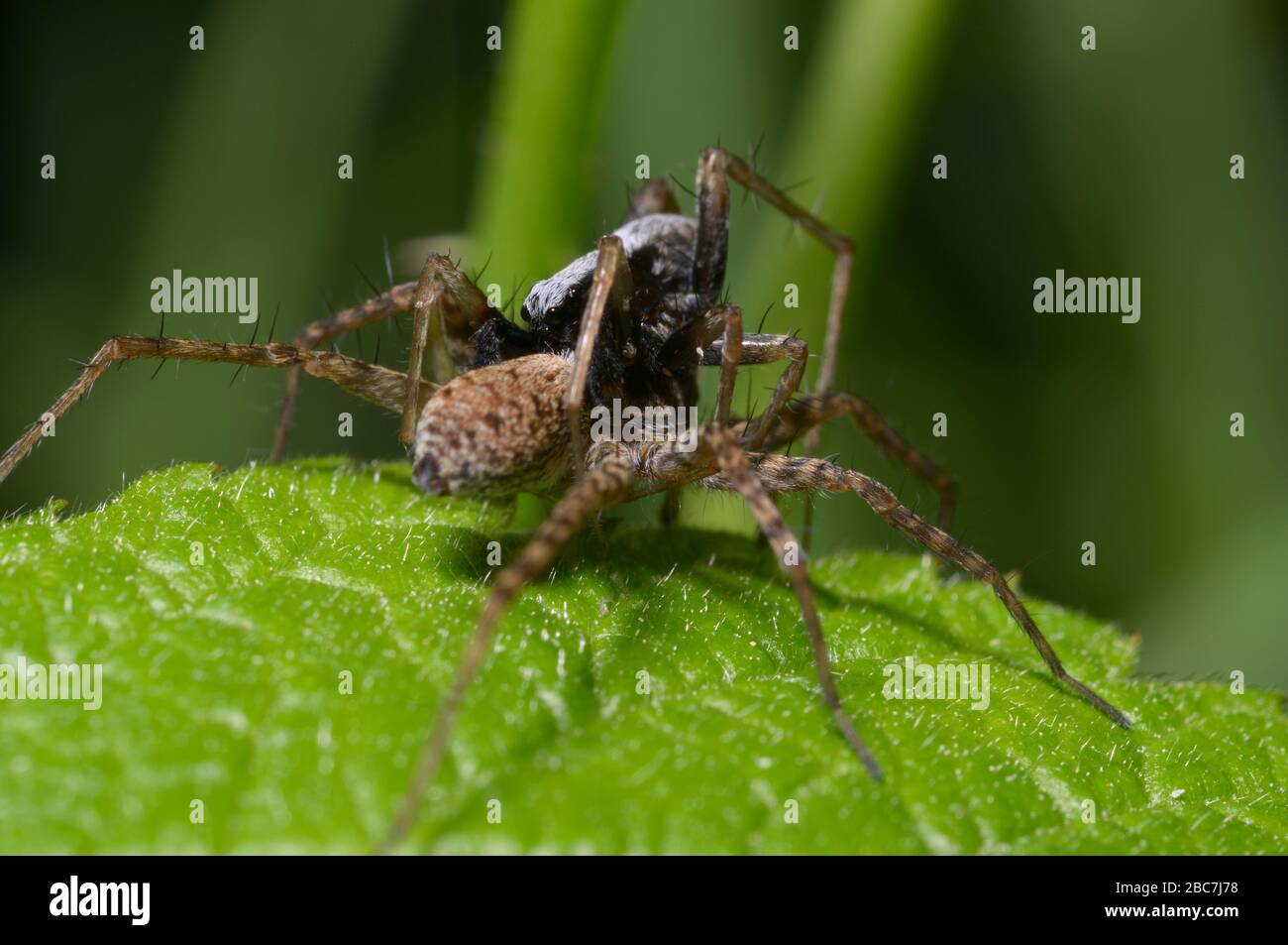 Eating Insects High Resolution Stock Photography and Images - Alamy