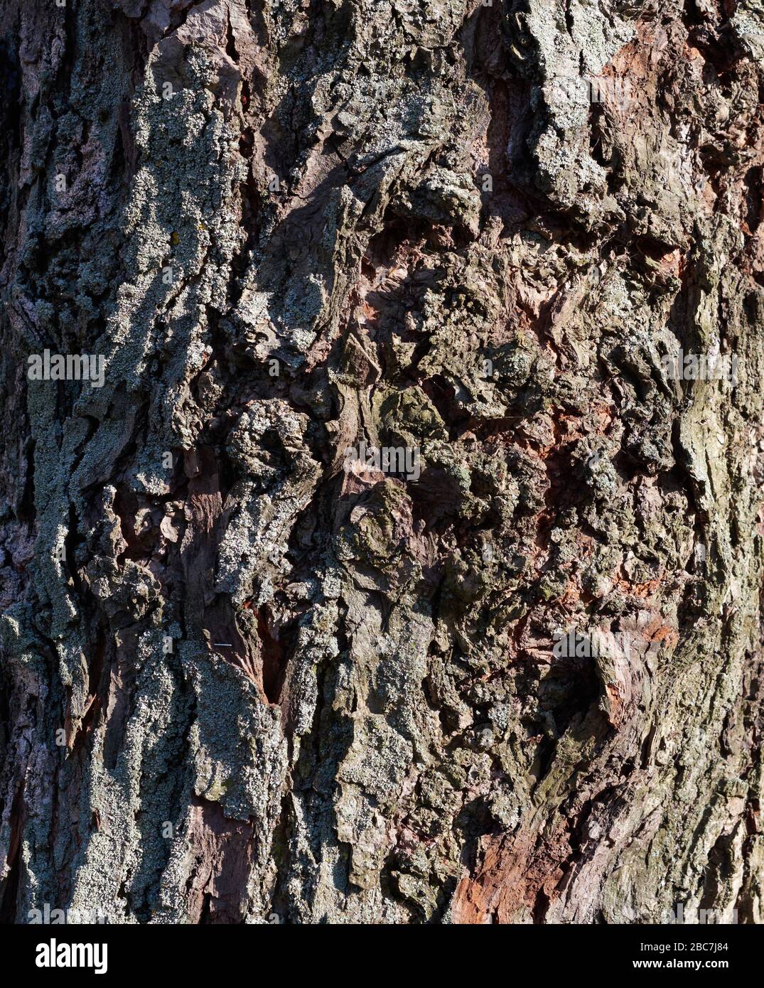 gray texture of acacia tree bark, full frame, element for designer ...