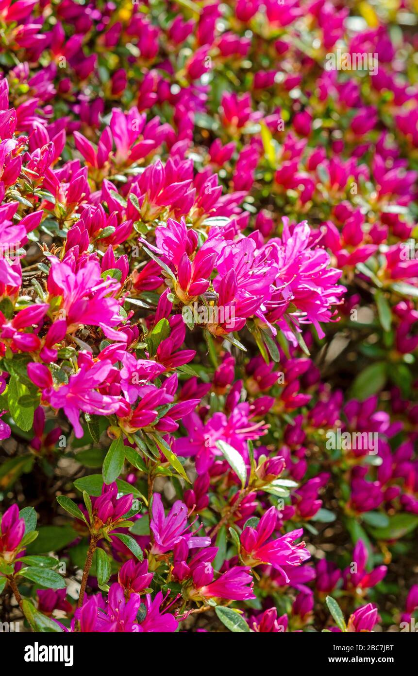 Flowering azalea hi-res stock photography and images - Alamy