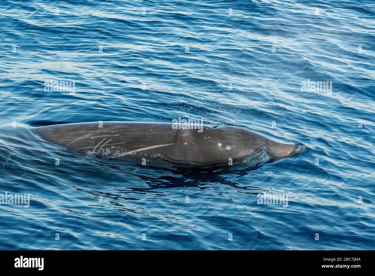 Dolphin goose beaked Cuvier's whale ultra rare to see Stock Photo - Alamy