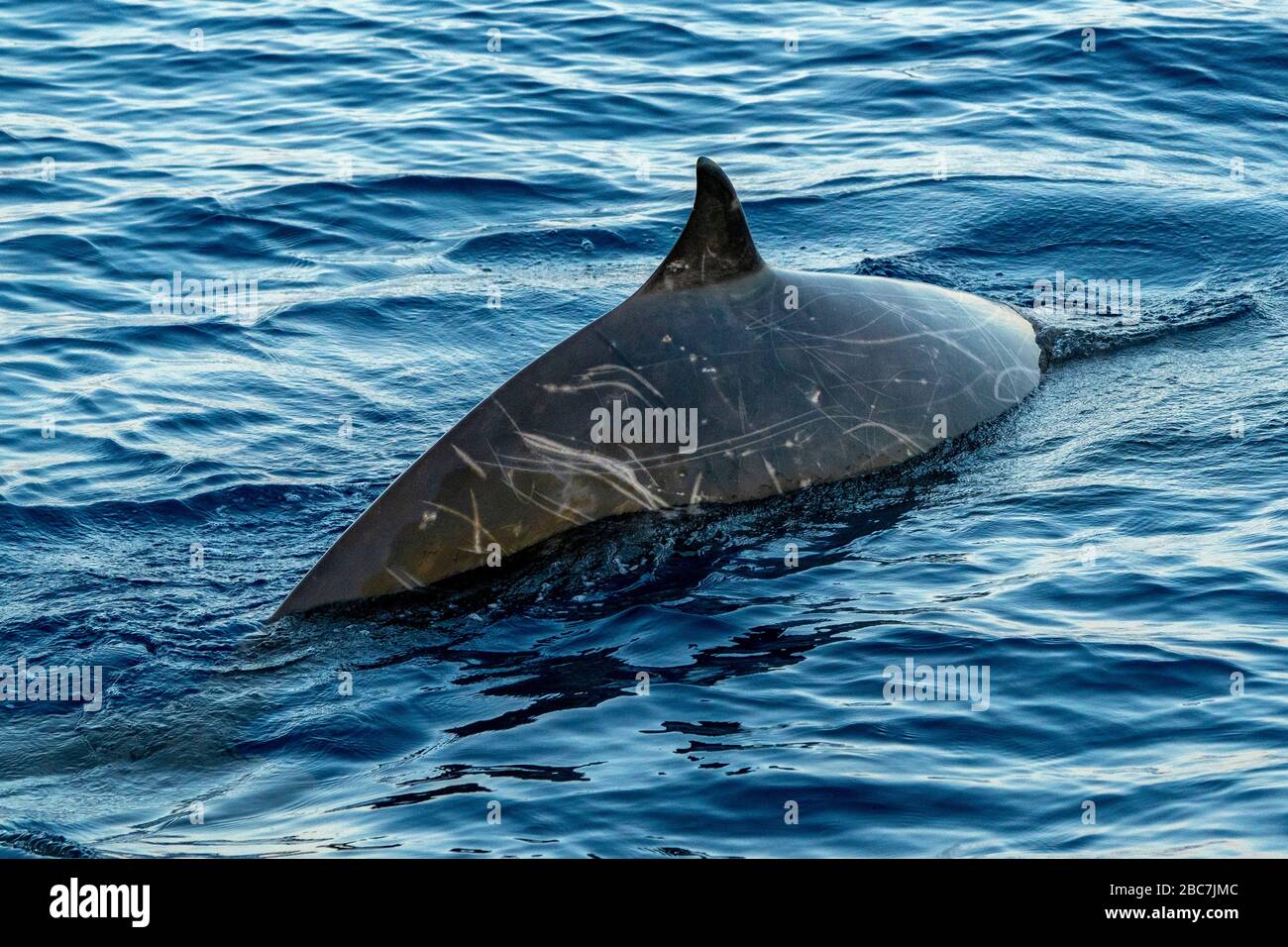 Dolphin goose beaked Cuvier's whale ultra rare to see Stock Photo - Alamy