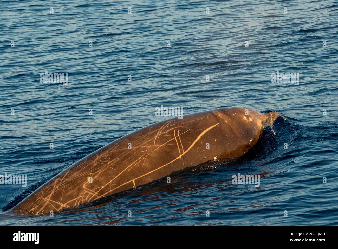 Dolphin goose beaked Cuvier's whale ultra rare to see Stock Photo - Alamy