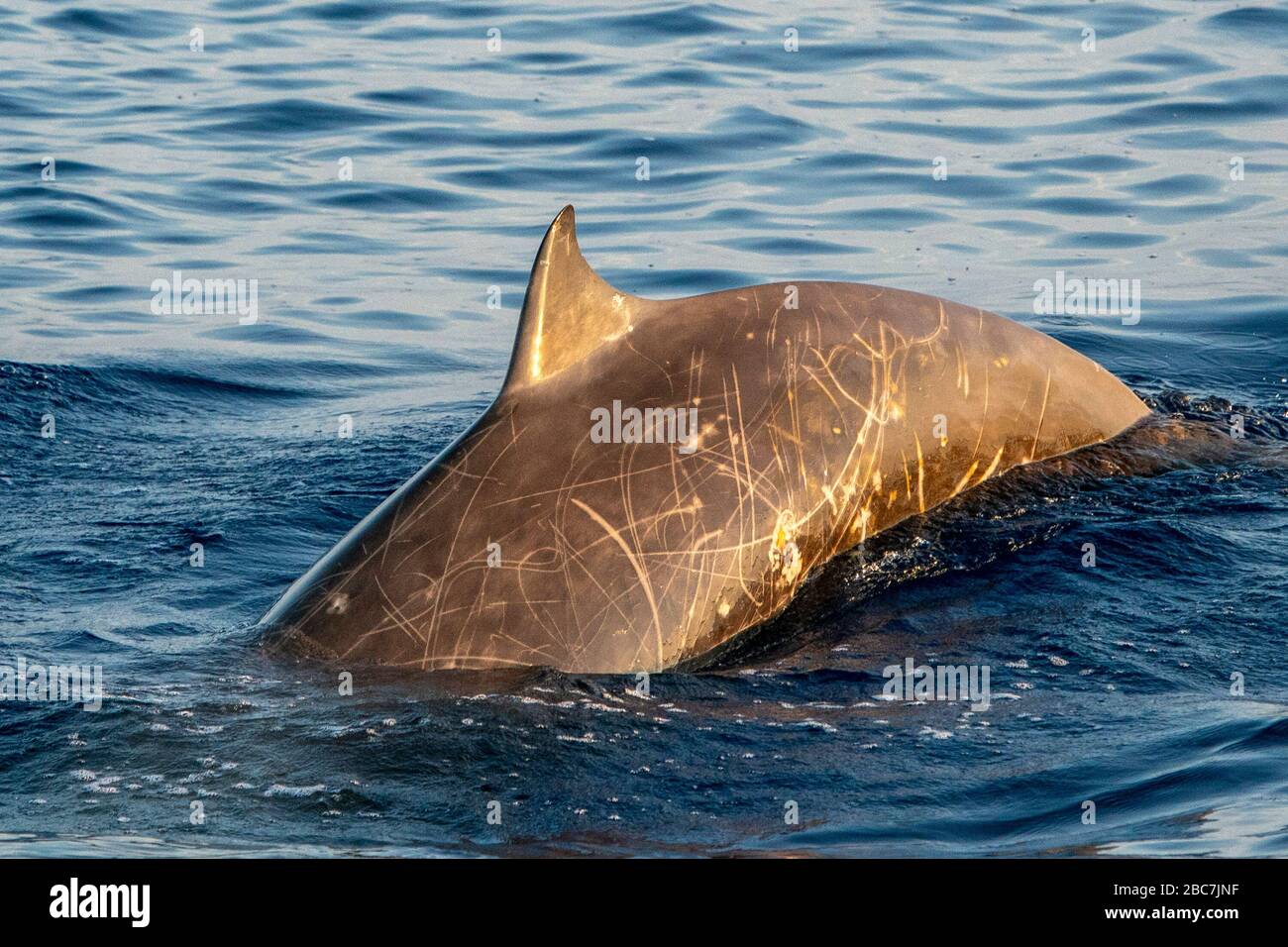 Dolphin goose beaked Cuvier's whale ultra rare to see Stock Photo - Alamy