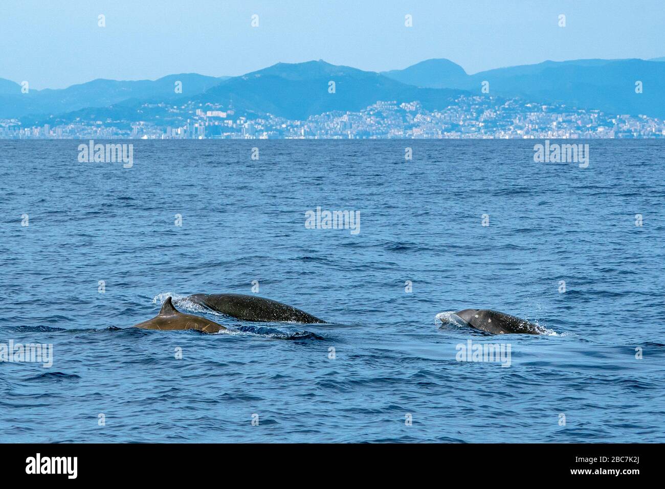 Dolphin goose beaked Cuvier's whale ultra rare to see in genoa, Italy ...