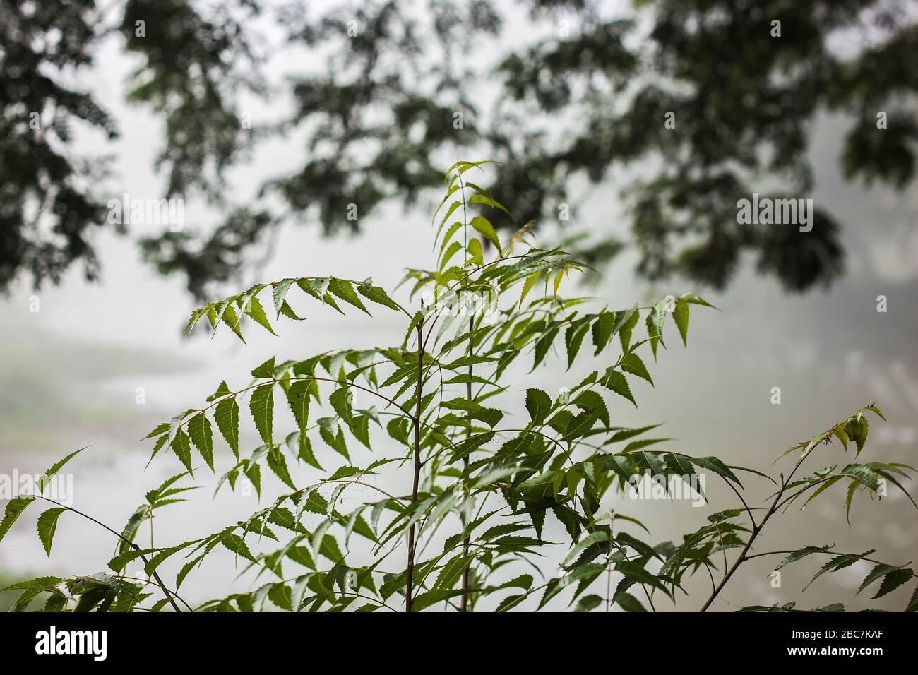 Image of neem leaf hi-res stock photography and images - Alamy