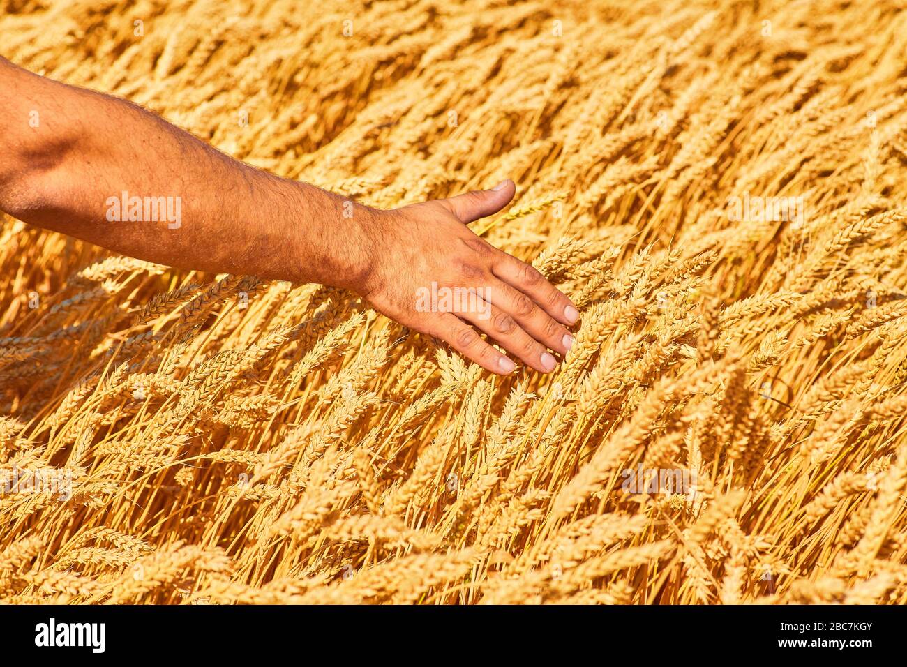 Farmer hand wheat. the concept of a rich harvest. With sunset ...