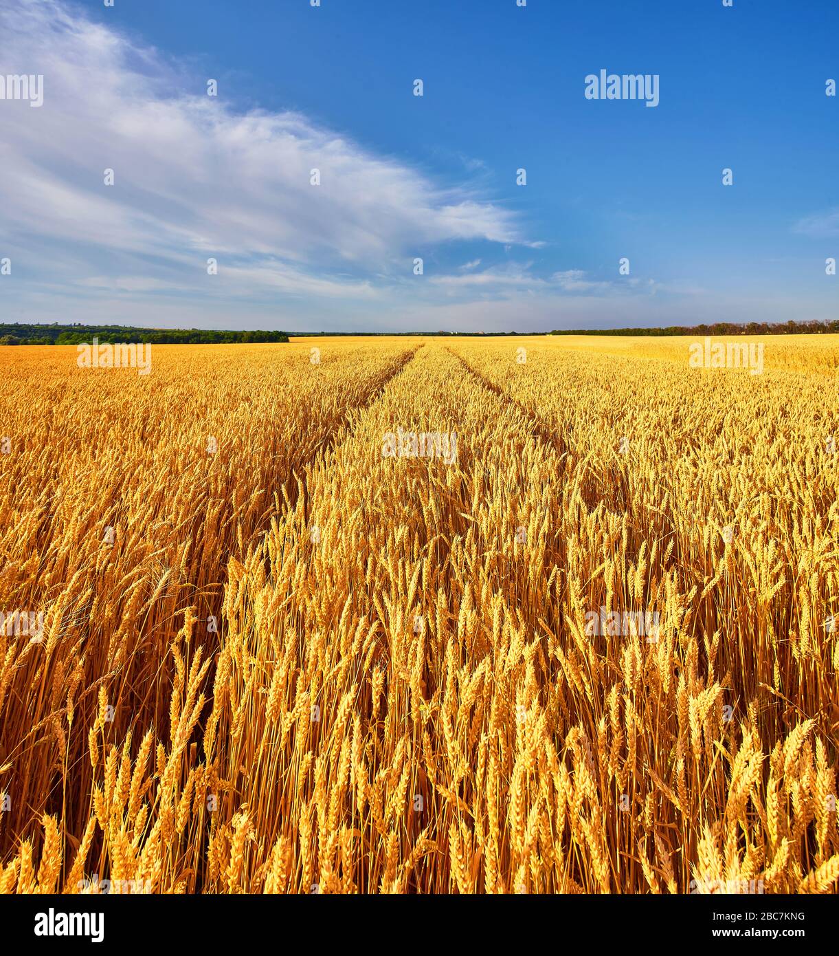 Rural landscape with tractor road in wheat field Stock Photo - Alamy