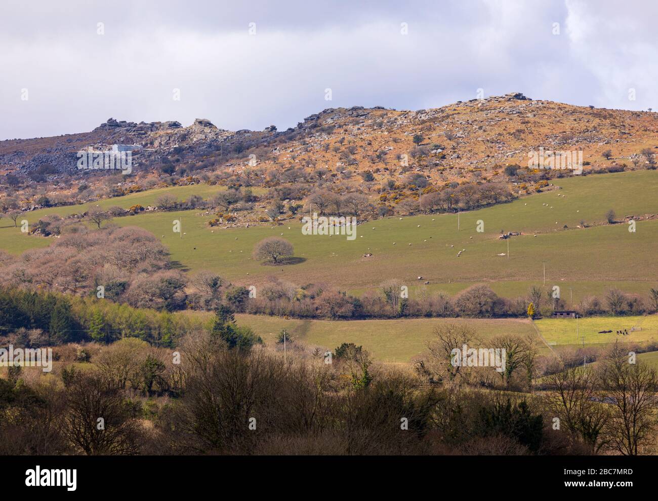 Bodmin moor landscape trees hi-res stock photography and images - Alamy