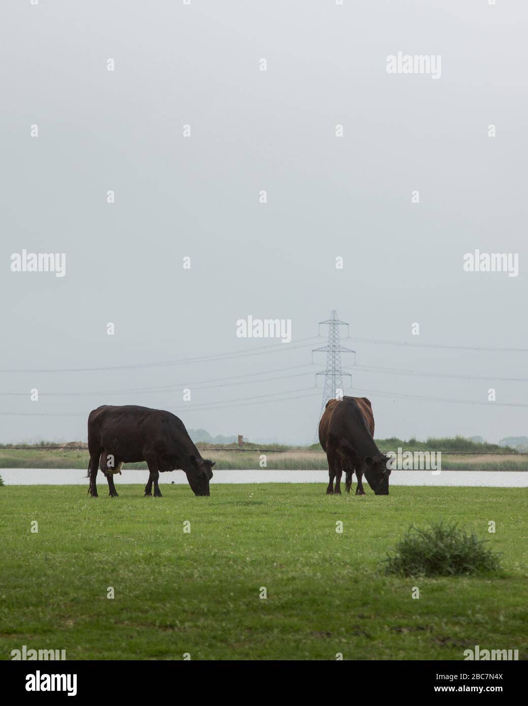 Industrial marsh landscape hi-res stock photography and images - Alamy
