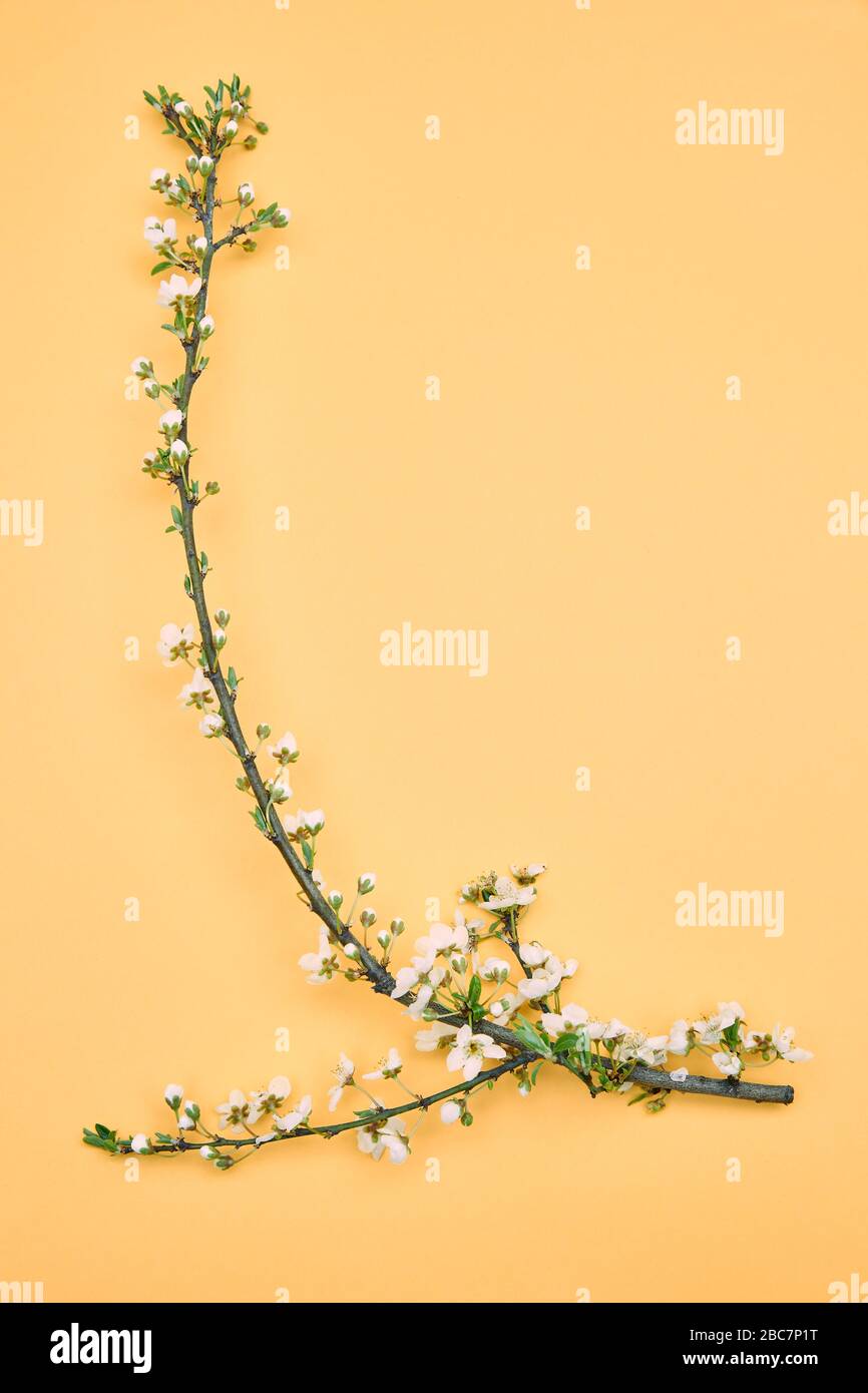 Cherry blossom with pastel background Stock Photo - Alamy