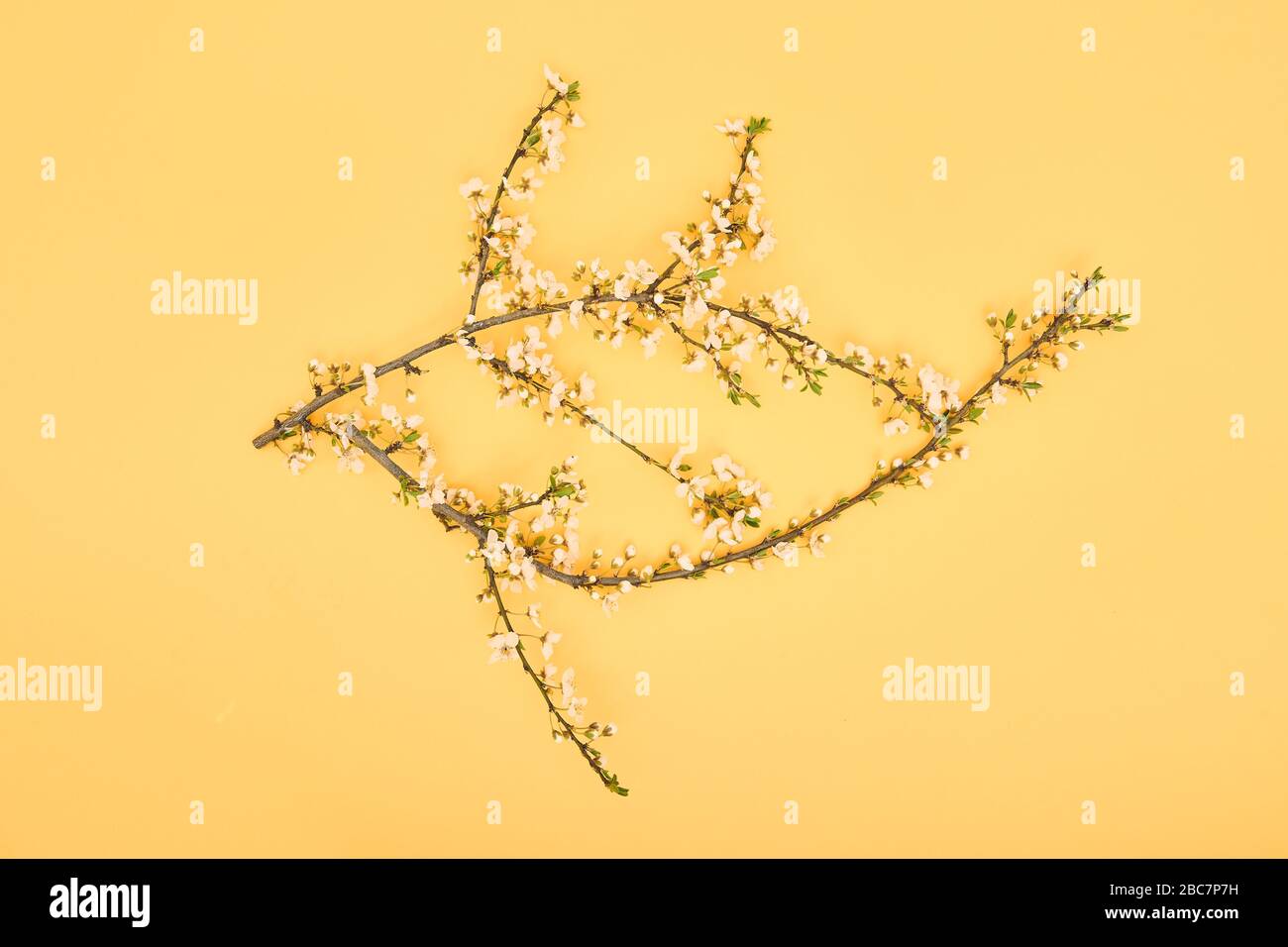 Cherry blossom with pastel background Stock Photo - Alamy