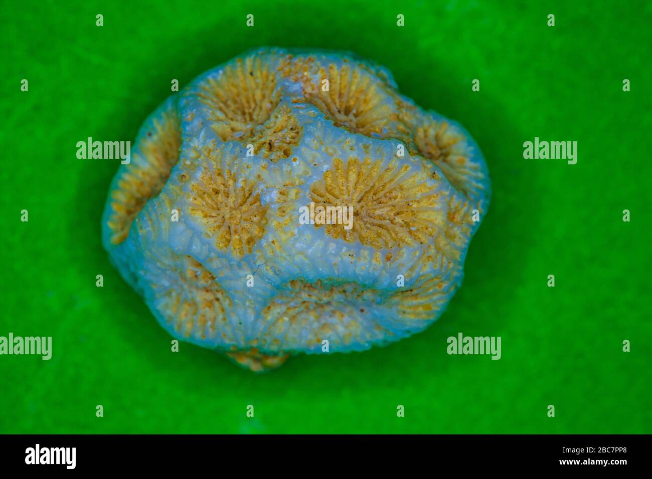 fossilized limestone skeleton of corals Stock Photo - Alamy