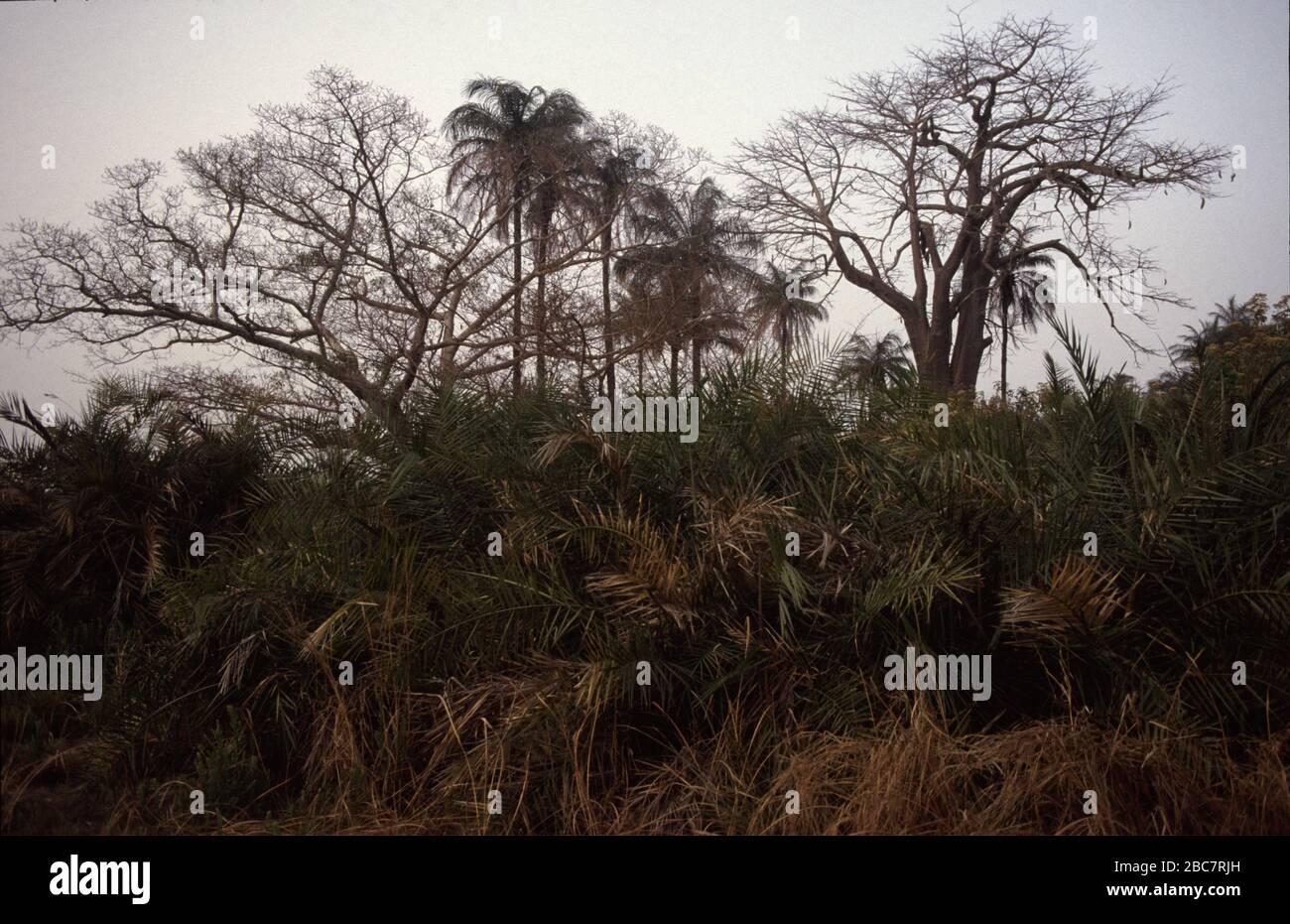 Senegal ecology hi-res stock photography and images - Alamy