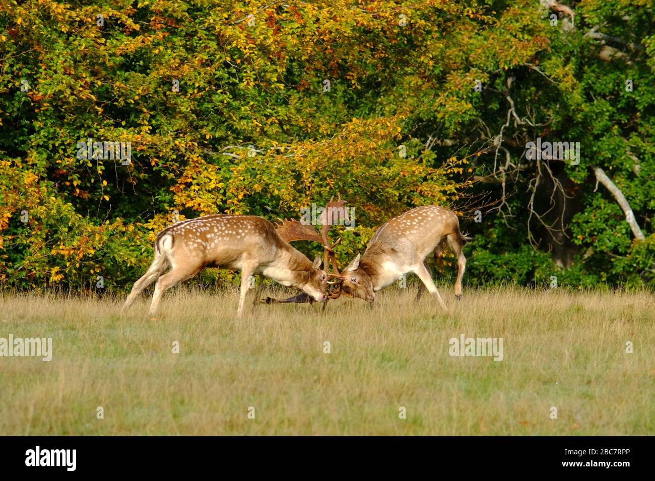 Two stags rutting hi-res stock photography and images - Alamy