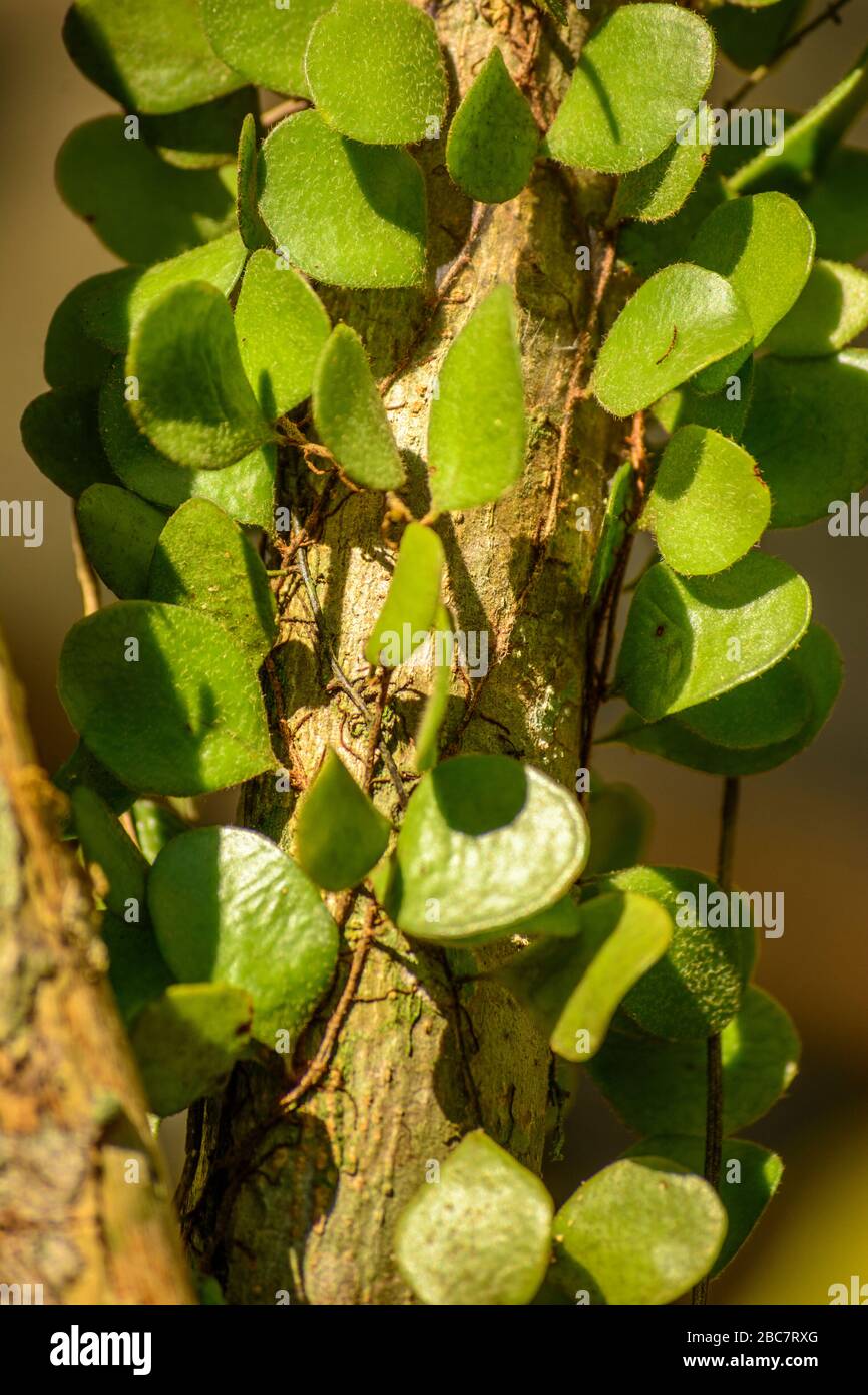 Green naga hi-res stock photography and images - Alamy