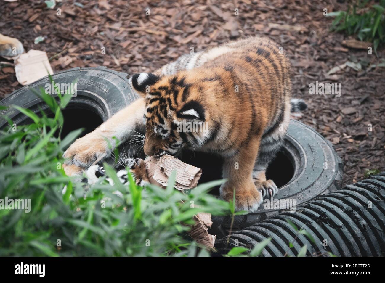 Two Amur tiger cubs playing with some cardboard at Colchester Zoo ...