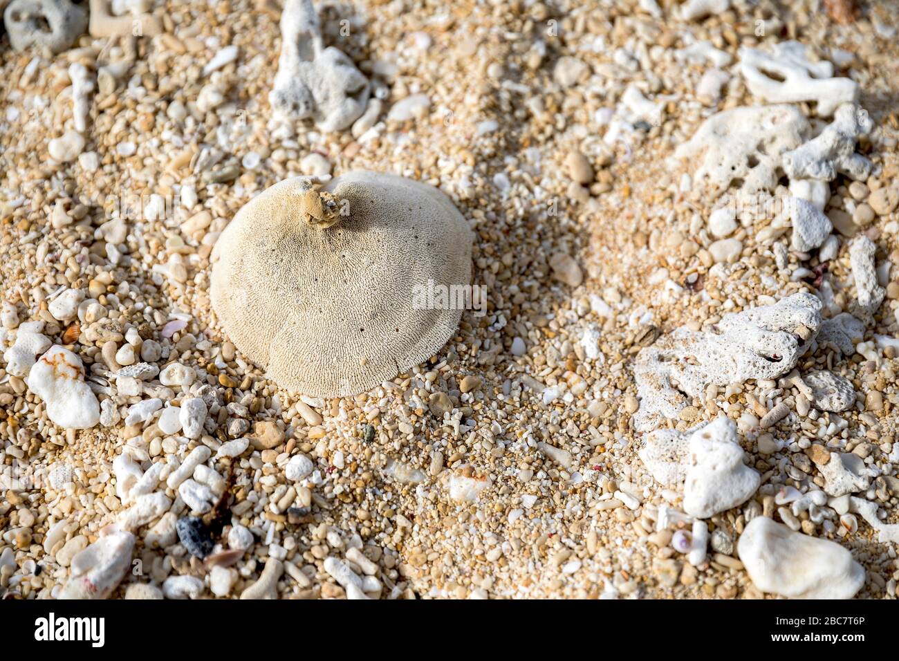 coral on the beach, Puka Shell Beach, Boracay island, Philippines Stock ...