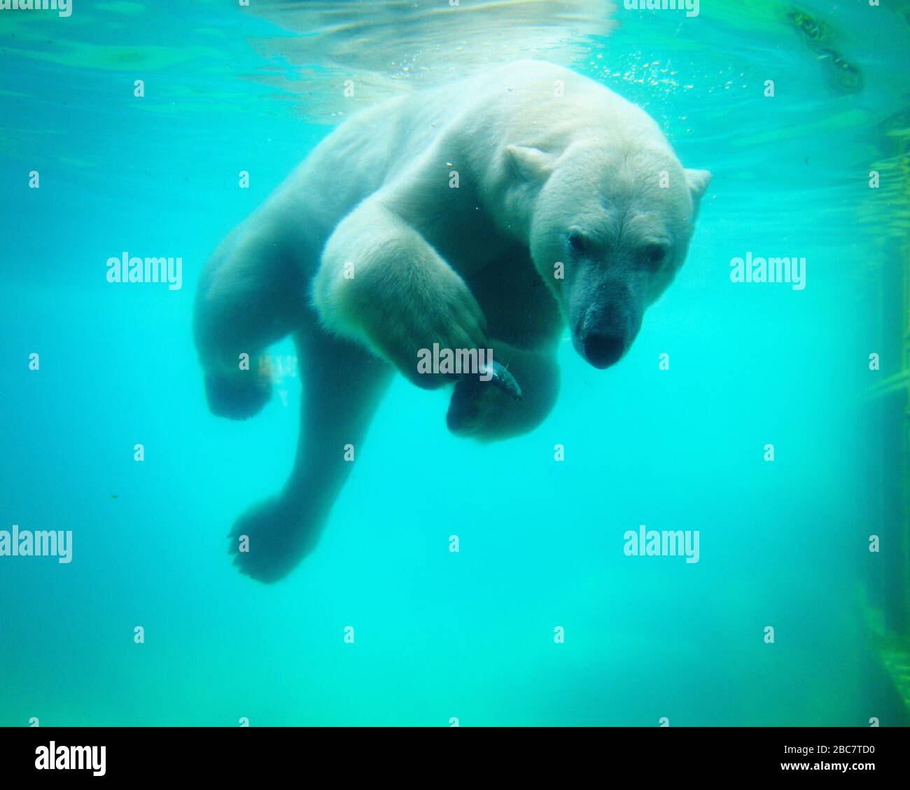 How Do Polar Bears Fish