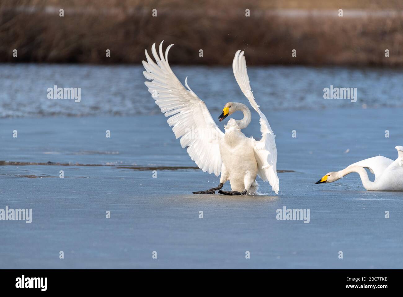 Whooper swan slide. Whooper swan crash on the ground Stock Photo - Alamy