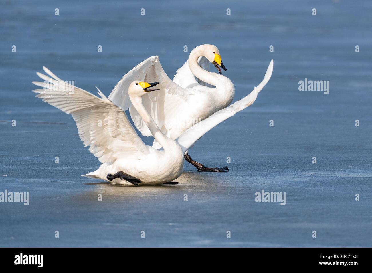 Whooper swan slide. Whooper swan crash on the ground Stock Photo - Alamy