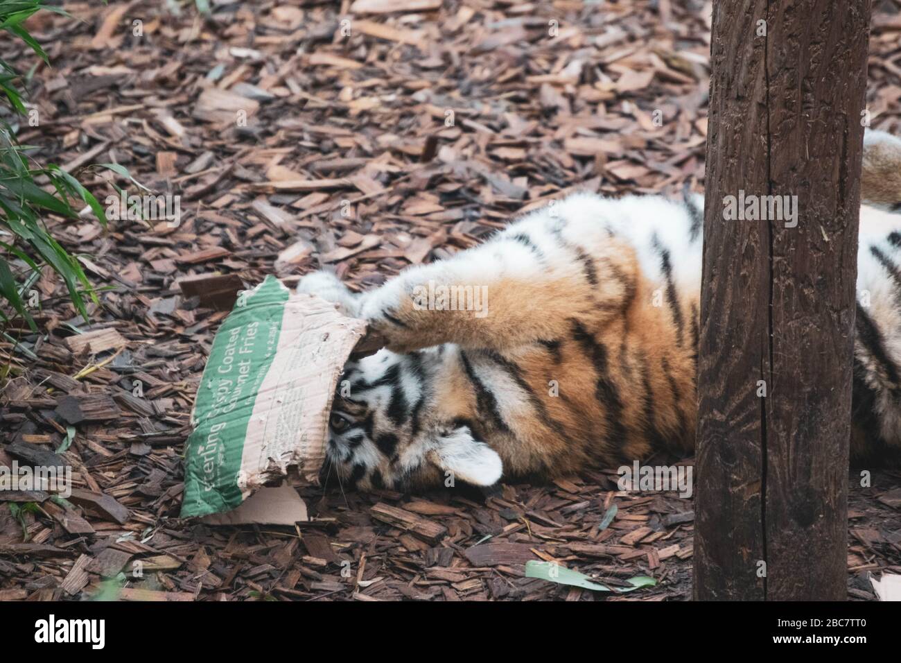 Two Amur tiger cubs playing with some cardboard at Colchester Zoo ...