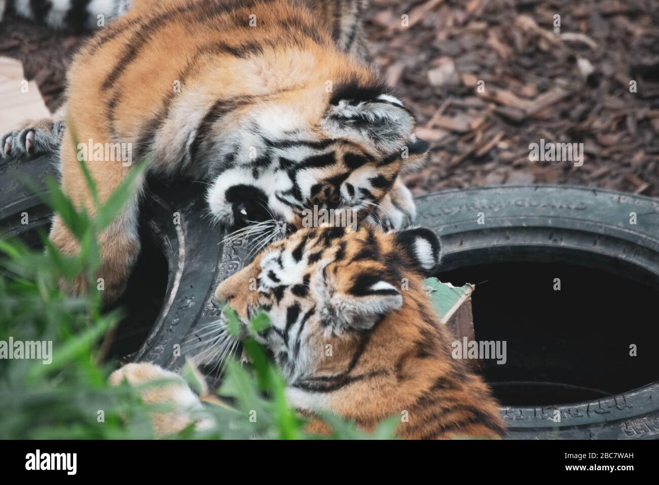 Two Amur tiger cubs playing with some cardboard at Colchester Zoo ...