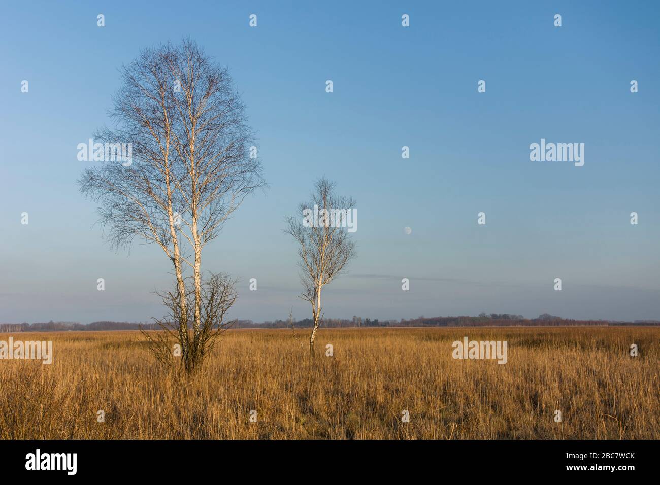 Birch tree without leaves hi-res stock photography and images - Alamy