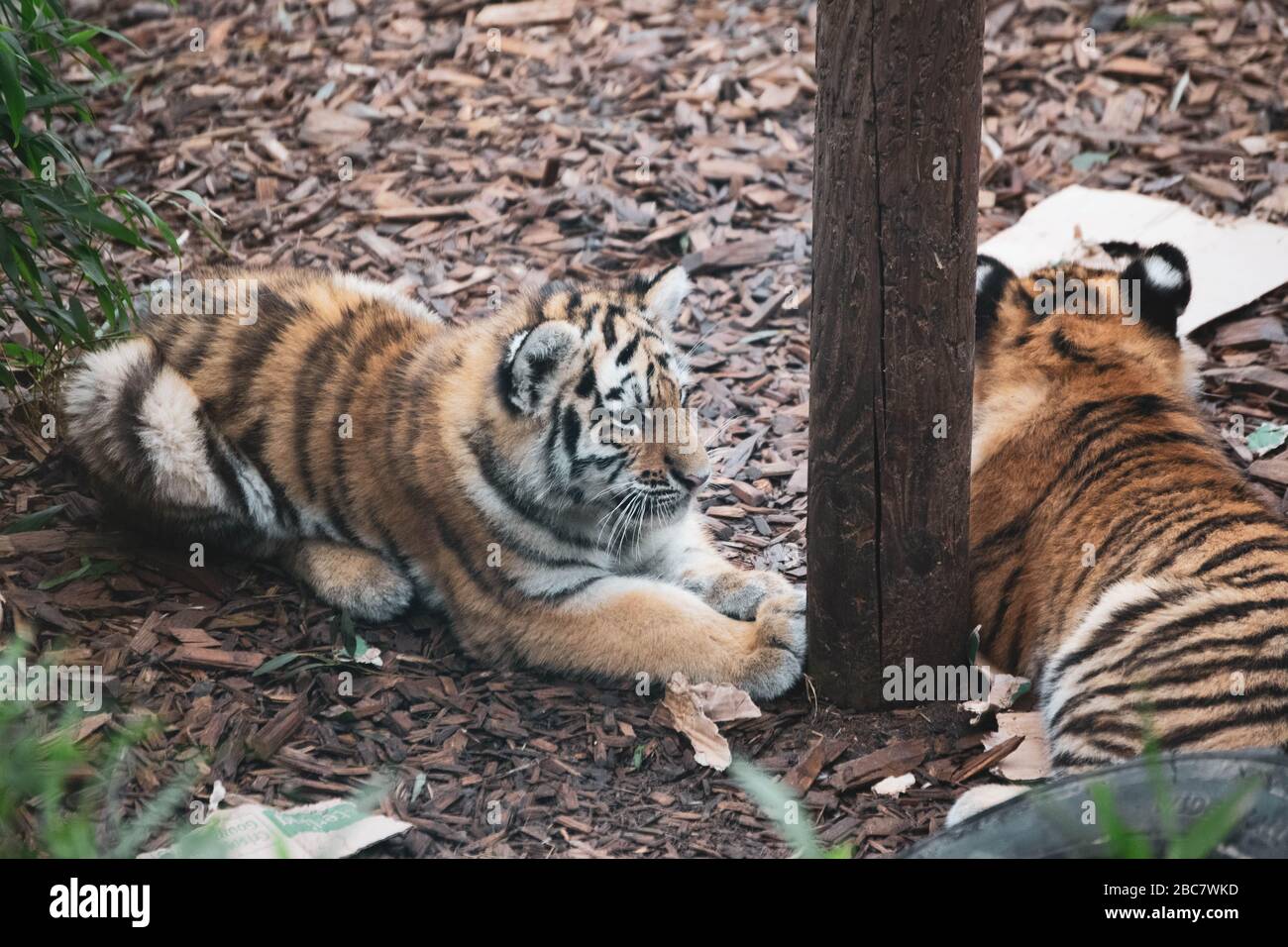 Two Amur tiger cubs playing with some cardboard at Colchester Zoo ...