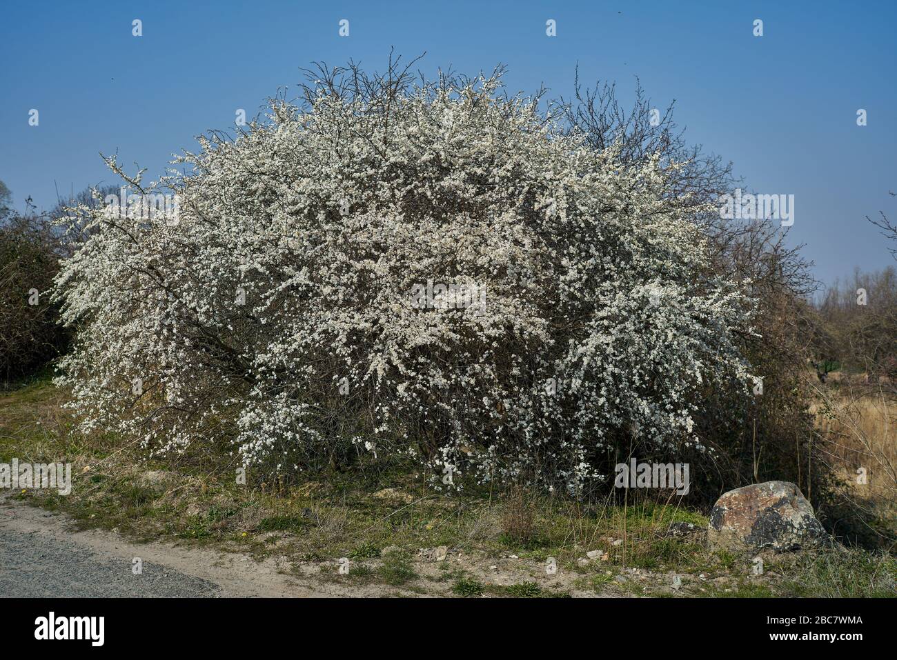 Mirabelle plum tree hi-res stock photography and images - Alamy